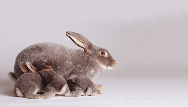 Instinto maternal: ¿lo tienes o se desarrolla? - Moi