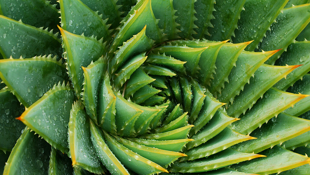 Beneficios de la sábila | Moi