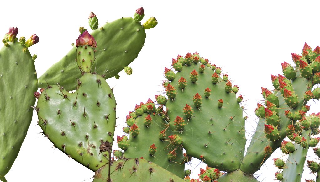 Todo lo que debes saber sobre el nopal - Moi