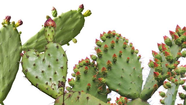 Todo lo que debes saber sobre el nopal - Moi